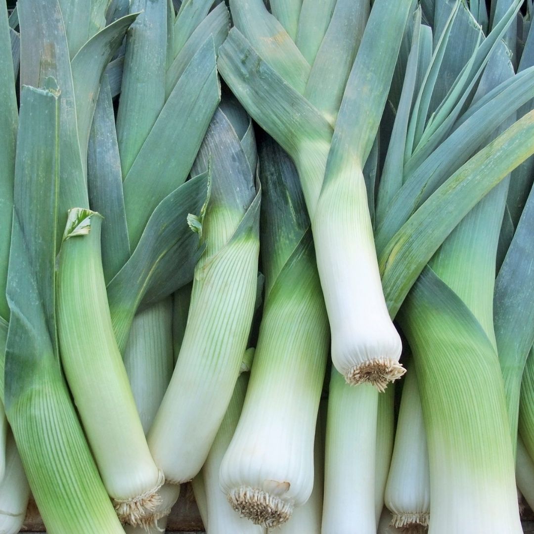 Buy Organic Leek Stalk 100% Organic - FreshBox Organics – FreshBox ...